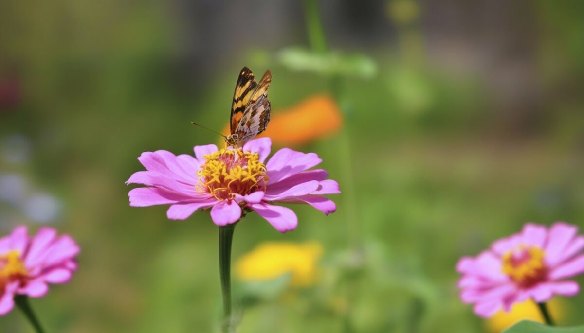 Voici comment attirer les insectes pollinisateurs dans votre jardin ... Voici comment attirer les insectes pollinisateurs dans votre jardin ...